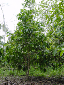 What exactly is Borojo? - Borojo